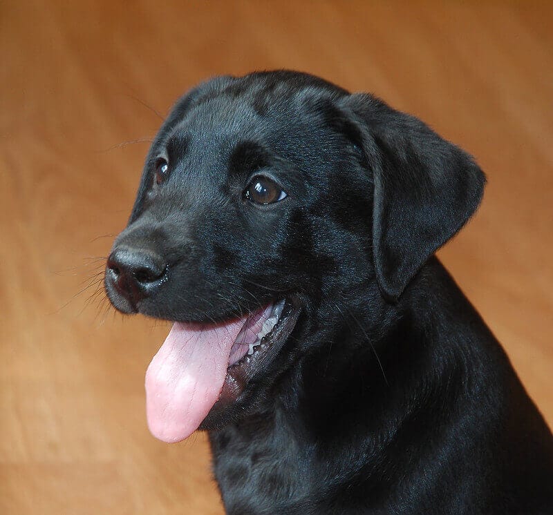 Top 150 Female Black Lab Names For Your Cute Female Black Lab