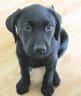 500 Black Lab Names - Popular Male and Female Names - PetPress
