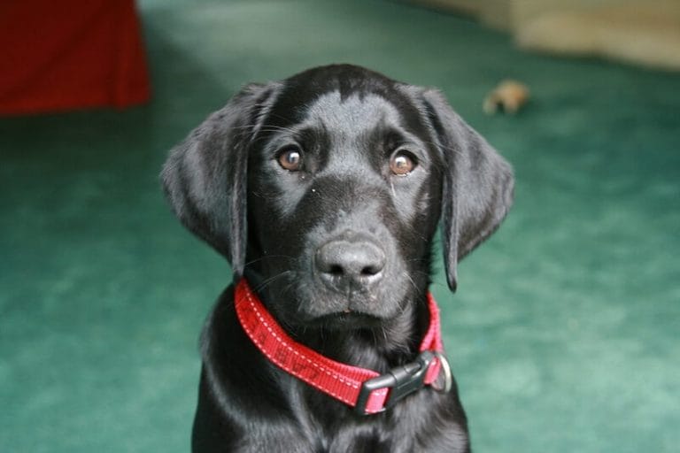 500 Black Lab Names - Popular Male and Female Names - PetPress
