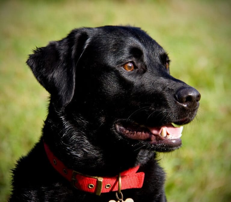 500 Black Lab Names - Popular Male and Female Names - PetPress