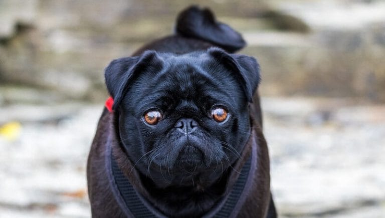 Top 200 Black Male Dog Names - PetPress