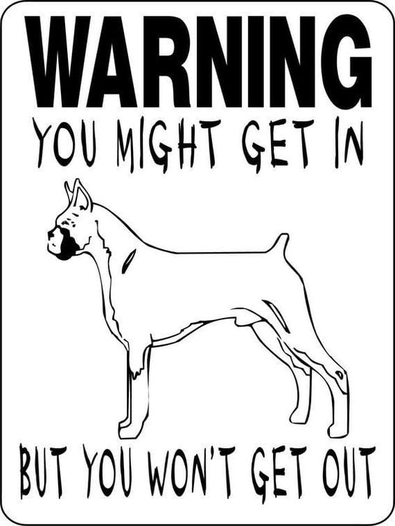 15 Things You'll Only Understand If You Have A Boxer - Page 2 of 3 ...