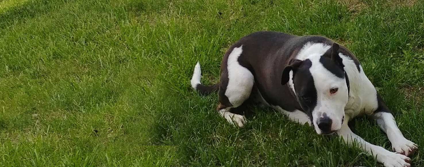 18 Cute Boxer Mixes That'll Melt Your Heart - Page 4 of 6 - PetPress