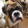 350 Boxer Dog Names - Popular Male and Female Names
