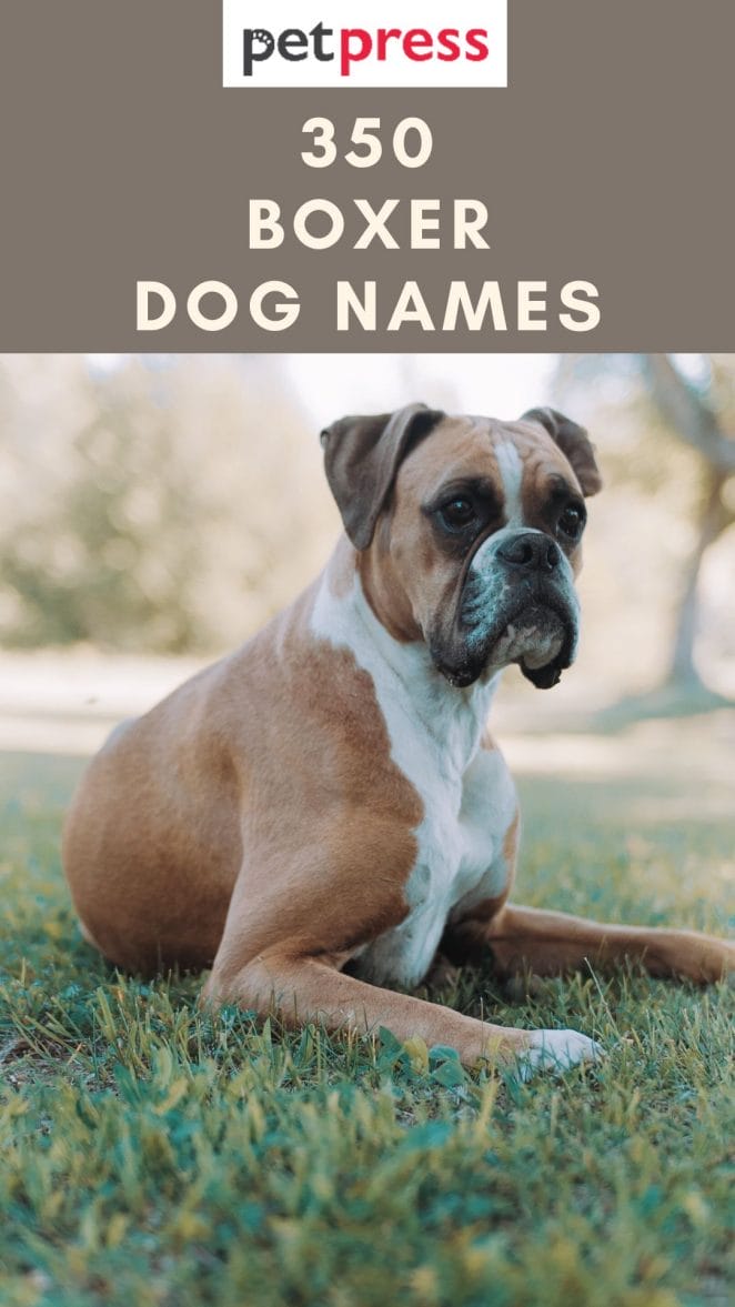 350 Boxer Dog Names Popular Male And Female Names 350-boxer-dog-names-popular-male-and-female-names