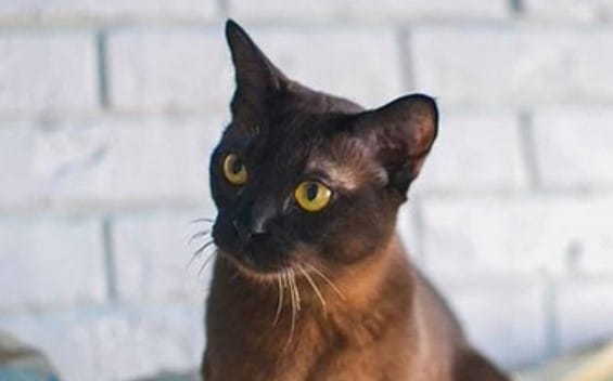 75+ Best Brown Cat Names - PetPress
