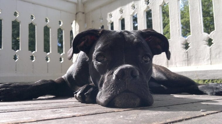 Top 200 Black Male Dog Names - PetPress