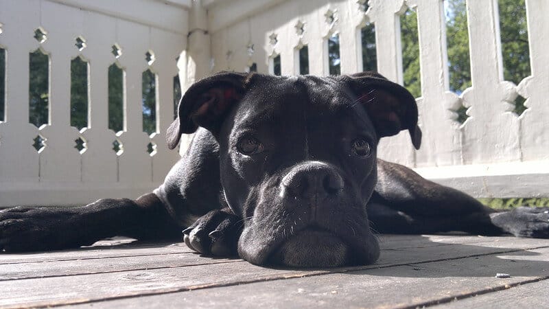 Top 200 Black Male Dog Names - PetPress