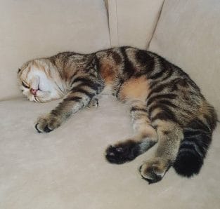 10 Signs That Your Cat Feel Sick - PetPress