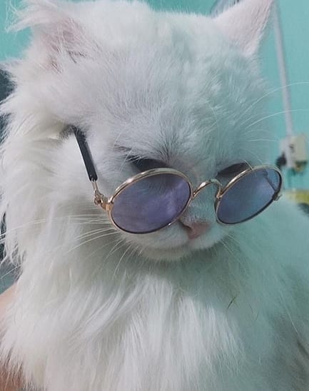 Top 135 Best Fancy Female Cat Names For Your Female Kitten