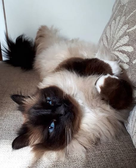 55+ Villain Cat Names For Male Cats - PetPress