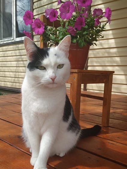 150+ Great Female Cat Names Starting with “L” - PetPress