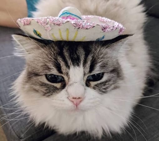 200+ Best Latino Female Cat Names - PetPress