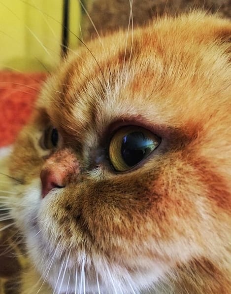 Top 100+ Red Cat Names For Both Your Male And Female Kitten