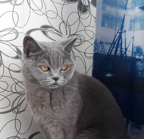 30+ Best Grey Female Cat Names - PetPress