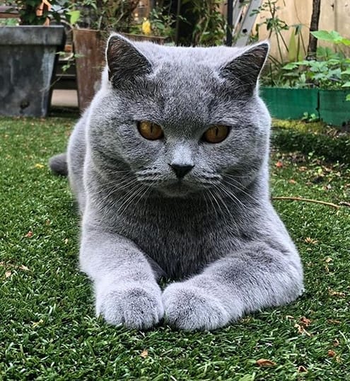 100+ Awesome British Cat Names For Male And Female Kitten