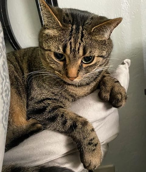 Top 125 Most Popular Small Cat Names That Fits With Your Small Kitten