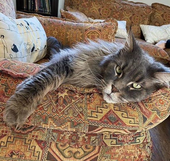 Top 75 Unusual Female Cat Names