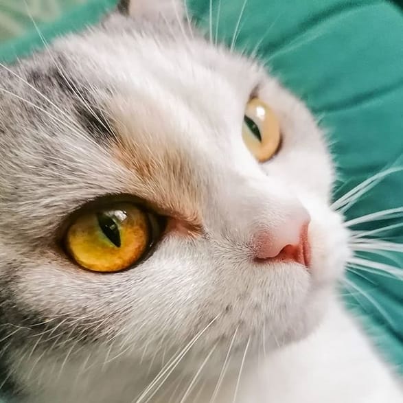 Top 100 Best Japanese Female Cat Names