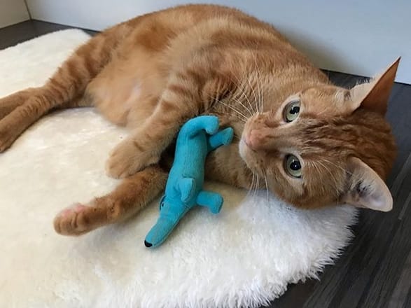 Top 150 Cool Male Cat Names For Your Cool Male Kitten