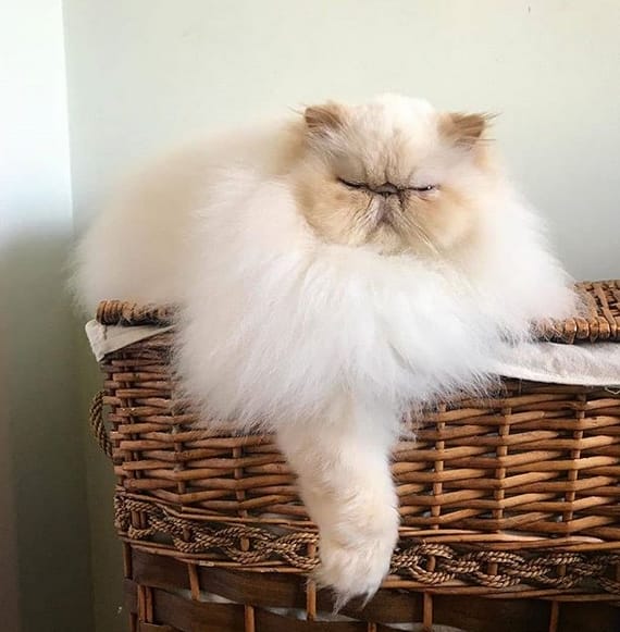 Top 200 Best Male Cat Names Ever For Your Male Kitten