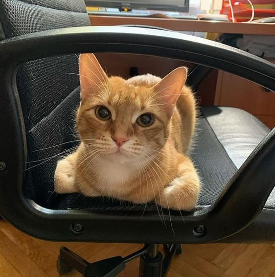 Top 75 Ginger Cat Names For Your Cute Feline Friend