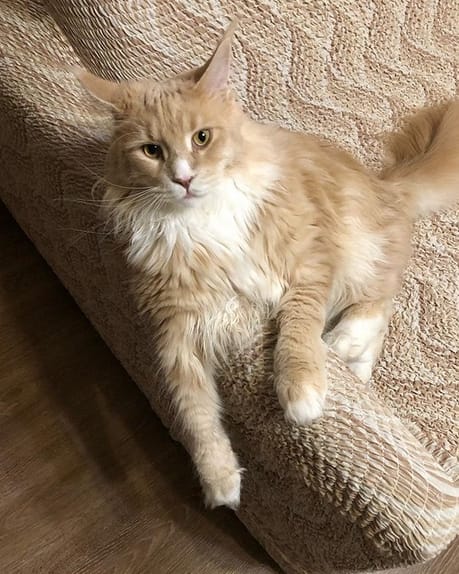 35 Awesome Creamy Cat Names - PetPress