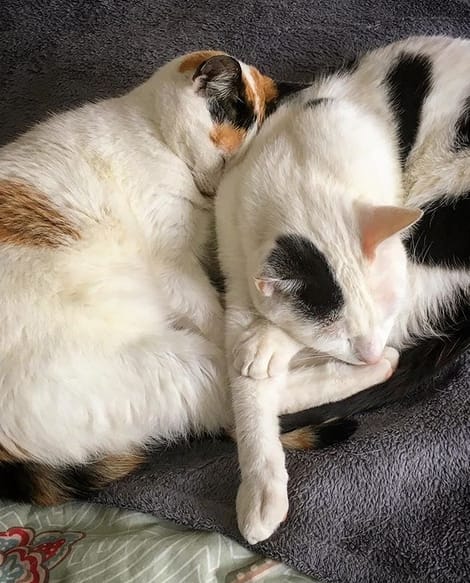 Top 100 Twin Cat Names - Cute And Adorable Twin Cat Name Ideas