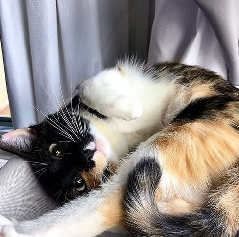 70+ Perfect Female Calico Cat Names - PetPress