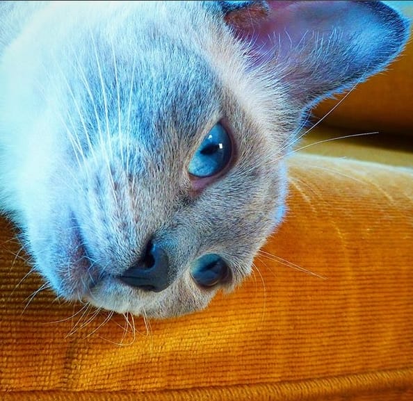 Top 250 Good Boy Cat Names - PetPress