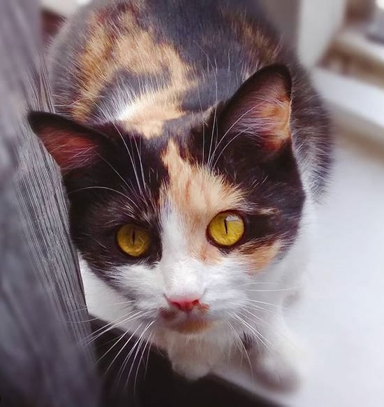 Top 250 Good Boy Cat Names - PetPress