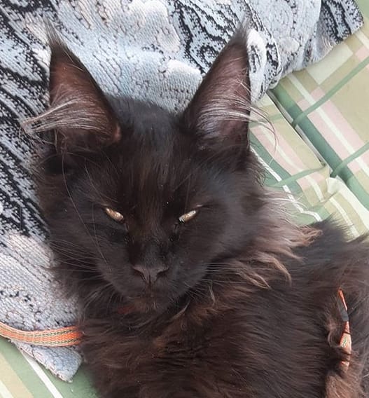 30+ Villain Cat Names For Female Cats - PetPress