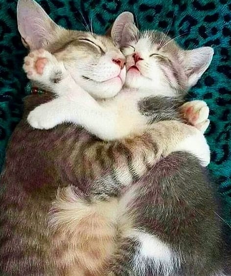 Top 250 Good Boy Cat Names - PetPress