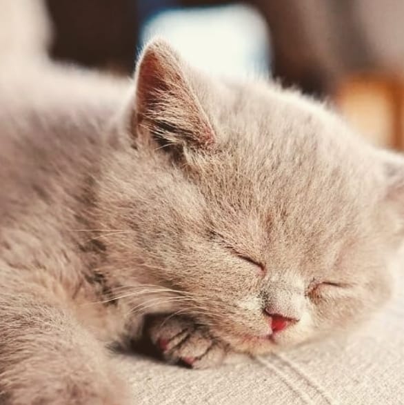 Top 250 Good Boy Cat Names - PetPress