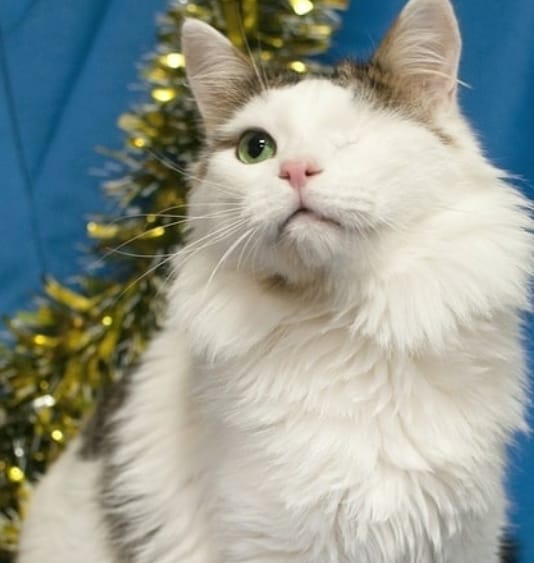 Top 50+ One-Eyed Cat Names - PetPress