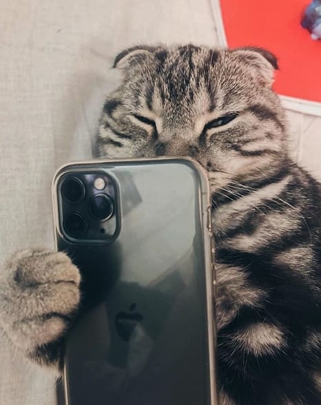 141 Classic Japanese Female Cat Names With Meanings