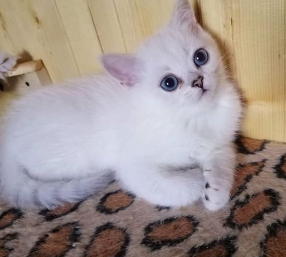 50+ Great Male Cat Names Starting with “T” - PetPress