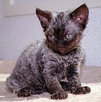 50+ Best German Female Cat Names - PetPress