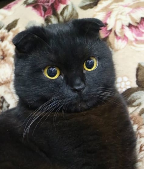 Top 100 Unique Female Cat Names For Your Cute Female Kitten