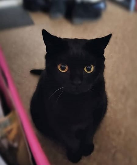 90+ Best Dark Cat Names - PetPress