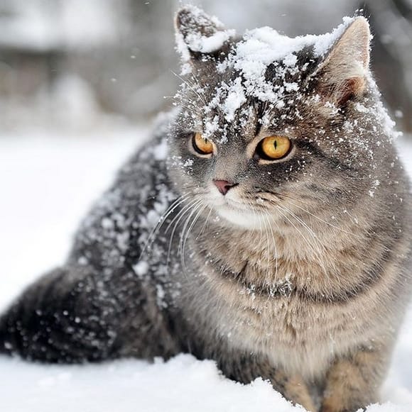 50+ Beautiful Winter Inspired Cat Names - PetPress