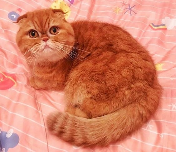 Top 100+ Red Cat Names For Both Your Male And Female Kitten