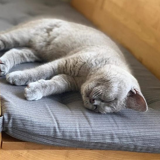 100+ Awesome British Cat Names For Male And Female Kitten