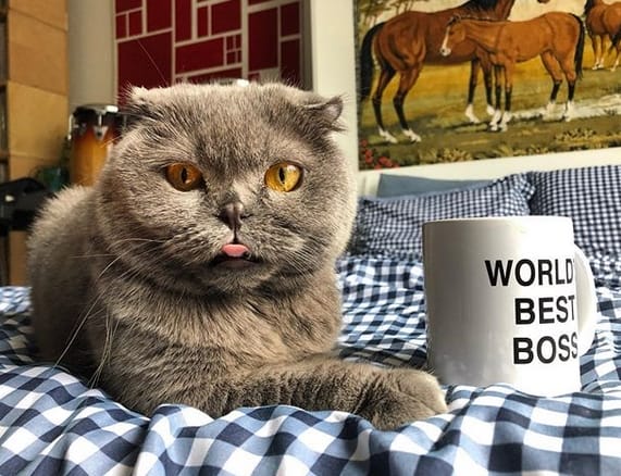 Top 200 Best Scottish Cat Names For Your Little Kitten