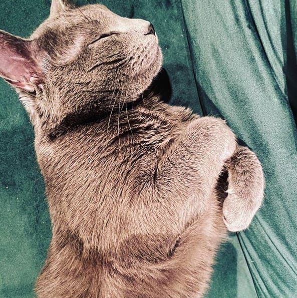 40+ Best Blue Cat Names - PetPress