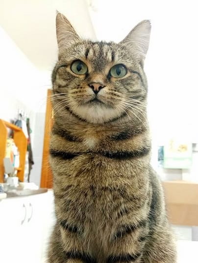 Top 100 Best Japanese Female Cat Names