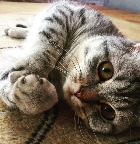 Top 200 Best Male Cat Names Ever For Your Male Kitten