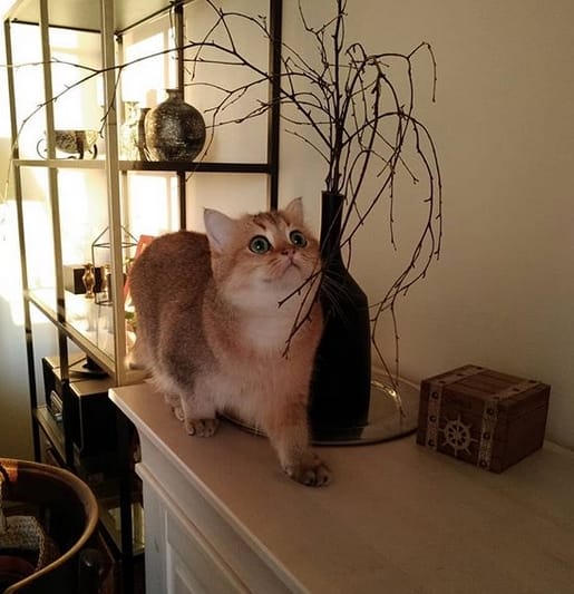 141 Classic Japanese Female Cat Names With Meanings