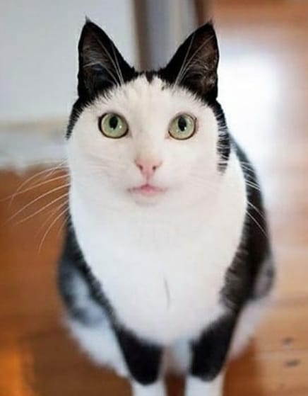 50+ Great Male Cat Names Starting with “T” - PetPress