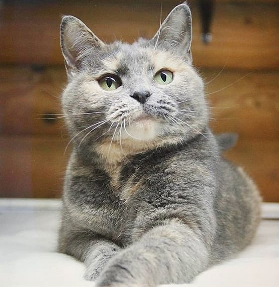 40+ Spunky Female Cat Names - PetPress